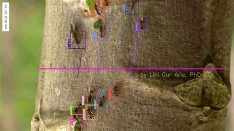 Automatic Labeling With Groundingdino By Lihi Gur Arie Phd Towards Data Science