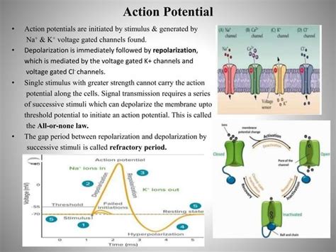 Presentation On Electrical Properties Of Cell Membrane Pptx