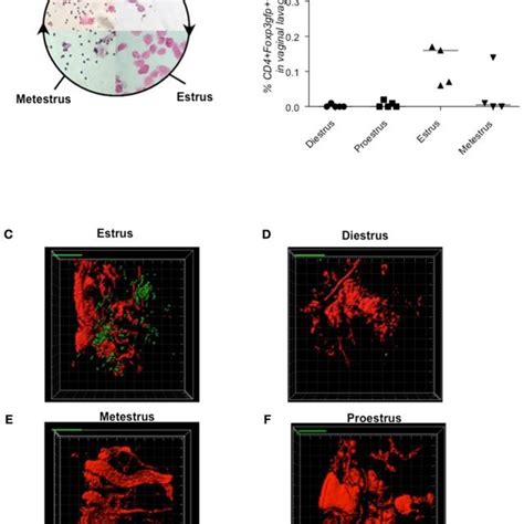 Tregs Fluctuate During Estrus Cycle Peaking At Estrus Time Point Of Download Scientific