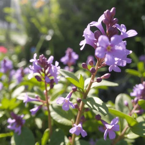 Ibolya Gondozása Fajták ültetés Metszés és Szaporítás Amikerthu