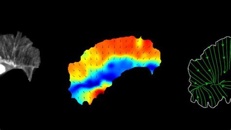 Imaging Bites From Images To Insights An Introduction To Bioimage