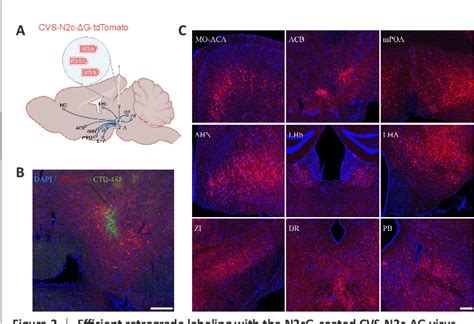Figure 1 From A Rabies Virus Based Toolkit For Efficient Retrograde Labeling And Monosynaptic