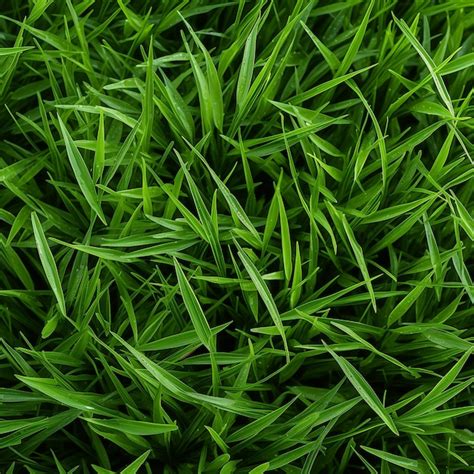 Grass198 Images Free Download On Freepik