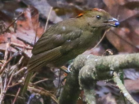 Streaked Bowerbird Amblyornis Subalaris Birds Of The World