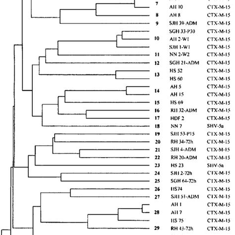 Dendrogram Of Dna Macrorestriction Patterns Of 47 E Coli Isolates Download Scientific Diagram