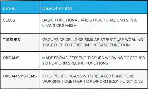 Organisation Of Cells Cie Igcse Biology Revision Notes 2023