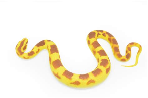 Snake Yellow Python Snake Toy Burmese Python Coied Rubber Reptile