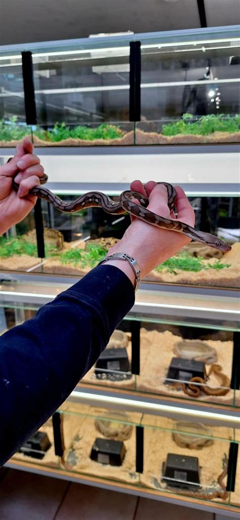 Malayopython Python Reticulatus Tiger Super Dwarf Reptile Univers Cues