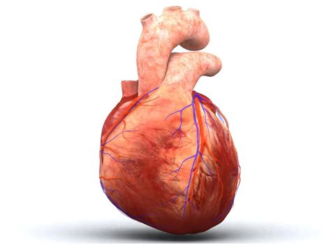 عکس ماهیچه قلب واقعی انسان برای پروفایل گروه زیست در تلگرام