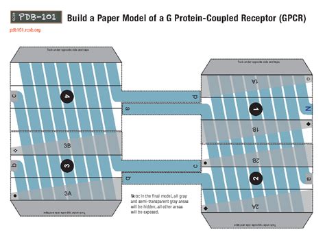 Gpcr Template Pdb101rcsb Build A Paper Model Of A G Protein Coupled Receptor Gpcr Note In
