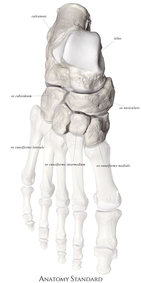 Anatomy Standard Drawing Tarsal Bones Dorsal View Latin Labels