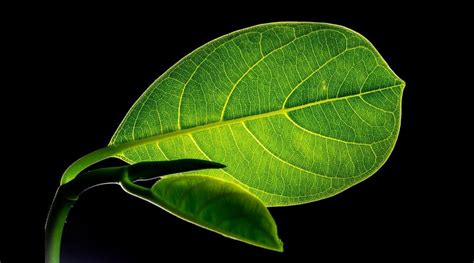 Mongodb Development Services Redwerk Company