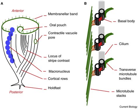 Pattern Formation And Complexity In Single Cells Current Biology