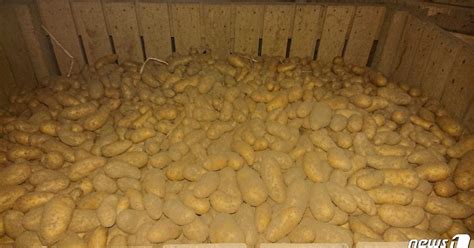 통신one 프랑스 감자튀김 소비 감소코로나19로 버려질 감자