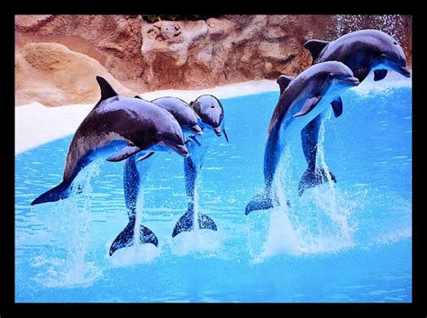 dolphin texture