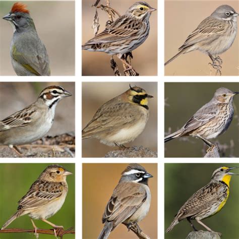 How Grass Invasion And Fire Affect Songbirds Of The Sage Earthlab