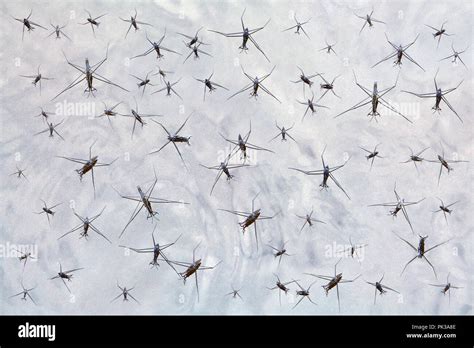 Water Insects Floating In Swamp Water Or Nanodevices Slide On The Surface Of The Liquid Metal