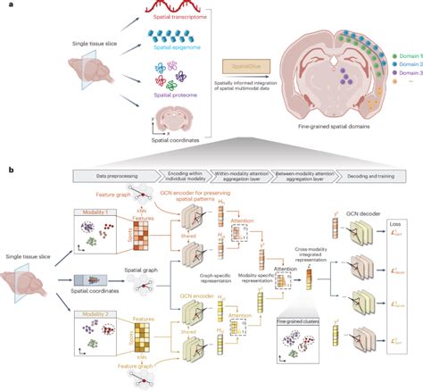 使用 spatialglue 从空间多组学中解读空间域 nature methods x mol