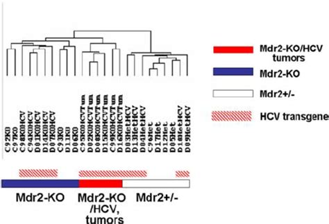 Hierarchical Clustering Of Expression Profiles Of Liver Tissue Samples
