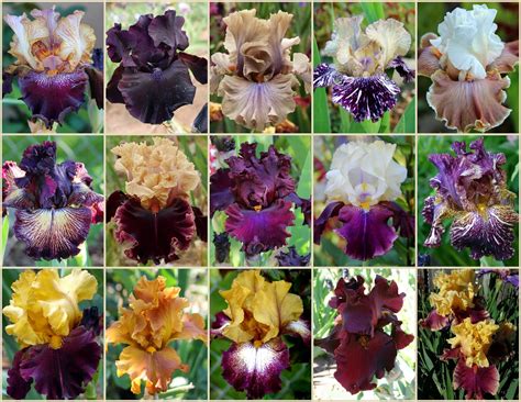 World Of Irises Talking Irises COLOR COORDINATING YOUR IRIS BEDS WITH OTHER IRISES