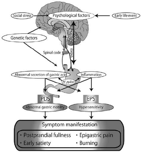 Schematic Illustration Model Of The Suggested Pathogenesis Of Func