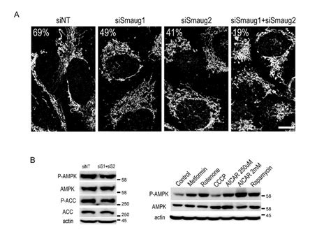 Fig S3 A Mitochondrial Network Disruption Upon Smaug1 And Smaug2