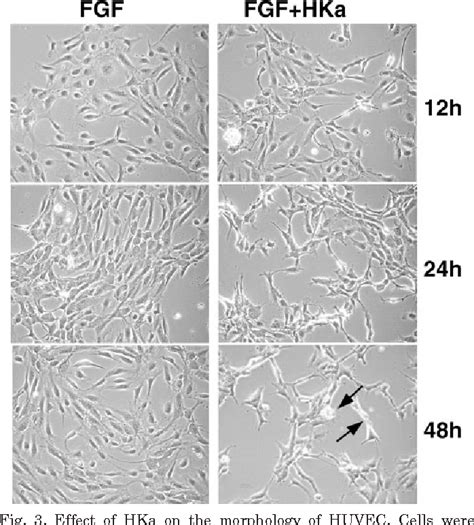 Figure 3 From Upregulation Of Cdc2 And Cyclin A During Apoptosis Of