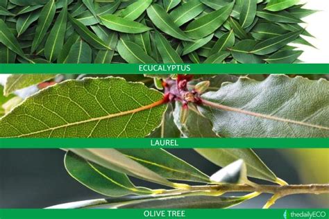 What Is Parallel Evolution In Biology Definition With Examples