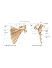 Understanding the Anatomy of the Scapula: Key Features Explained ...