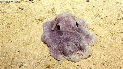 Дэлхийн хамгийн үзэсгэлэнтэй 10 наймалж Youtube