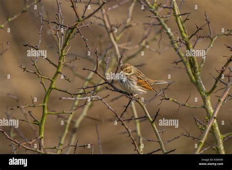 Linnet Perched In Hedge Hi Res Stock Photography And Images Alamy