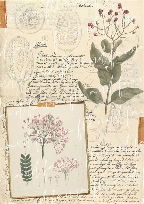 Vintage Botanicals By Luigi Balugani Vintage Digital Junk Etsy