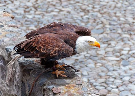 Bald Eagle At A Conservation Park Stock Image Image Of Bald Beautiful 156940915