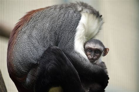 Almost 30000 Species Are Closer To Extinction New Report Time