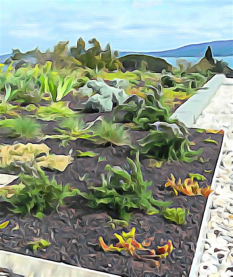 Toit Terrasse Urbain Dentreprise Végétalisé Apis Florae Architecte