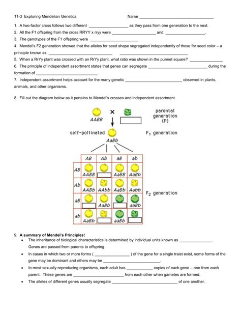 Exploring Mendelian Genetics Worksheet