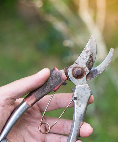 Pruning Mistakes 5 Common Errors And How To Avoid Them Homes And Gardens