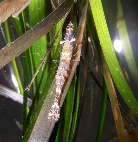 It Aint Easy Being Greenunless Youre A Kelp Humpback Shrimp