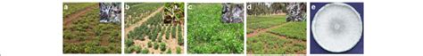 stem rot infected fields in a coimbatore b sivagangai c