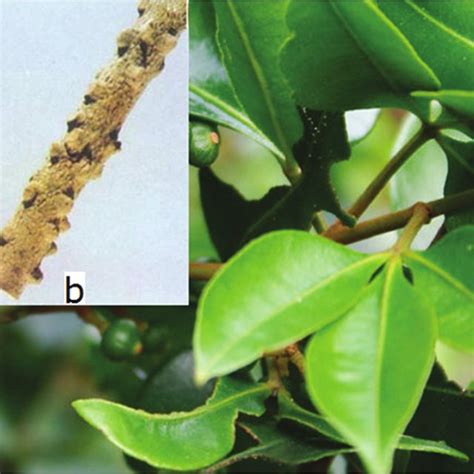 Structures Of Nitidine Chloride Chelerythrine Chloride And