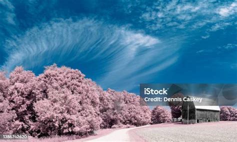 나무 농업 농장 들판을 둘러싼 초현실적인 거짓 색 여름 풍경 0명에 대한 스톡 사진 및 기타 이미지 0명 개념 경관 Istock