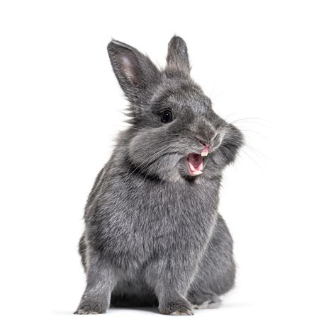 Why Does My Rabbit Bite Me Vet Help Direct