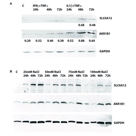 Western Blotting Of Protein Extracts Preepared From Cultured Normal