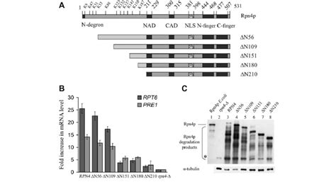 Characterization Of N Terminal Rpn4p Deletion Derivatives A Design