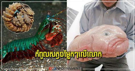 Cute Cute ខ្លាំង សត្វ ចម្លែក ទាំង ៥ ប្រភេទ ដែល អ្នក មិន ធ្លាប់ ស្គាល់ ពី មុន មក