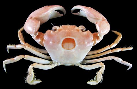Mud Crab Aquaculture Technique For Farming Artofit