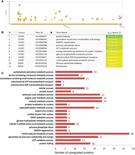 Ectopic Expression Of The Atcdf1 Transcription Factor In Potato