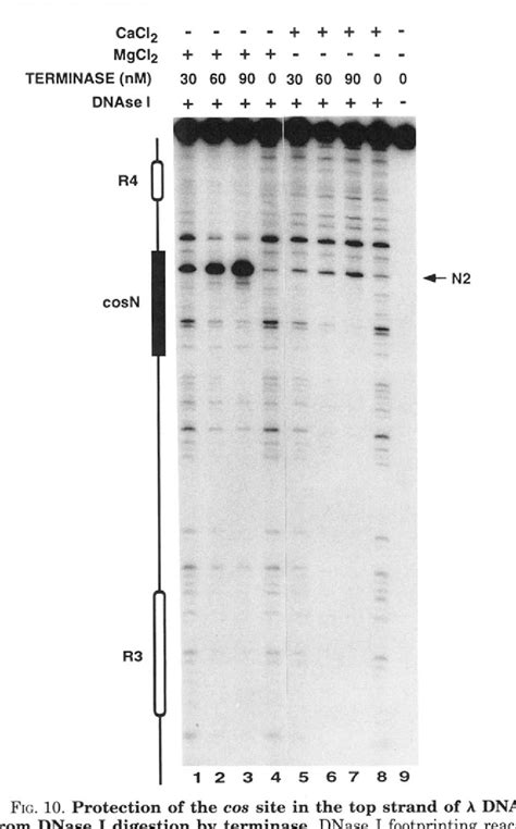 Figure 10 From A New Procedure For The Purification Of The Bacteriophage Lambda Terminase Enzyme