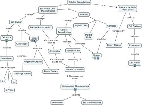 Cellular Reproduction