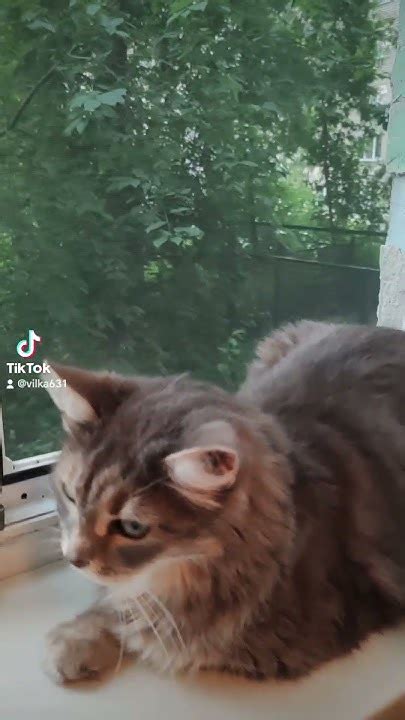 погода за окном Youtube